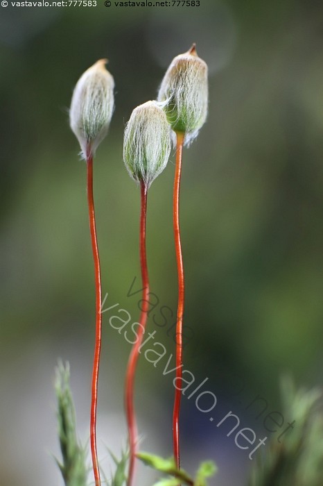 Kuva: Karhunsammal - karhunsammal kangaskarhunsammal Polytrichum ...