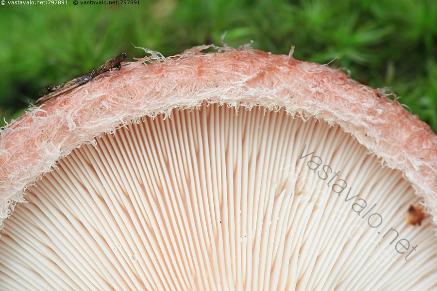 Kuva: Karvarousku, Lactarius torminosus - karvalaukku karvarousku ...