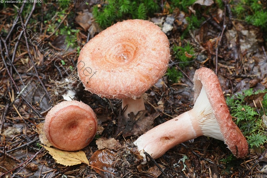 Kuva: Karvarousku, Lactarius torminosus - karvarousku Lactarius ...
