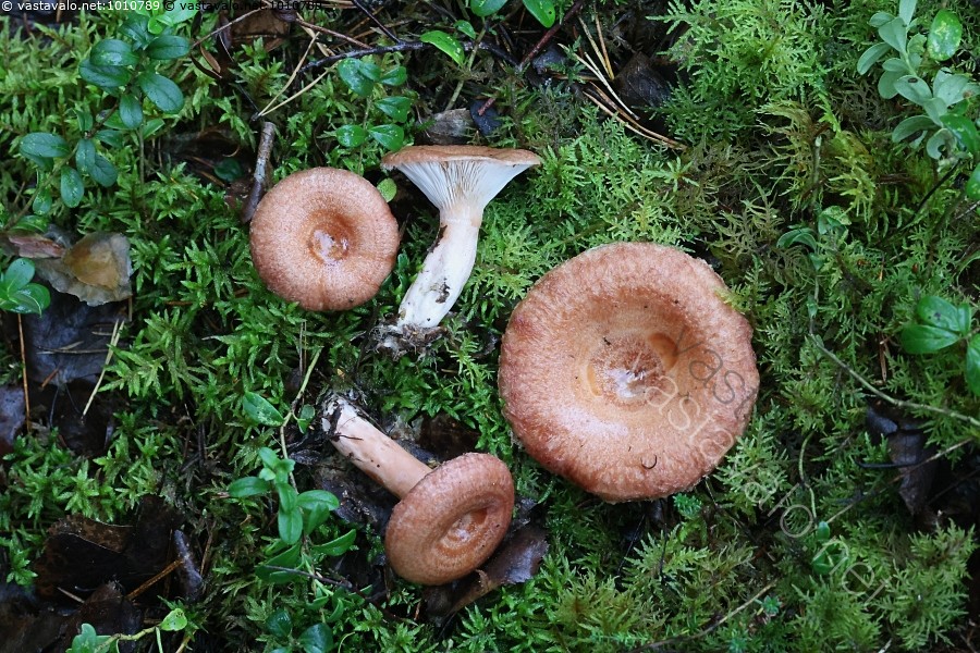 Kuva: Karvarousku eli karvalaukku, perinteinen ruokasieni - karvarousku ...