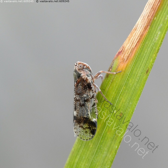 Kuva: Kaskas poseeraa - kannusjalkakaskas Cixius cunicularius kaskas ...