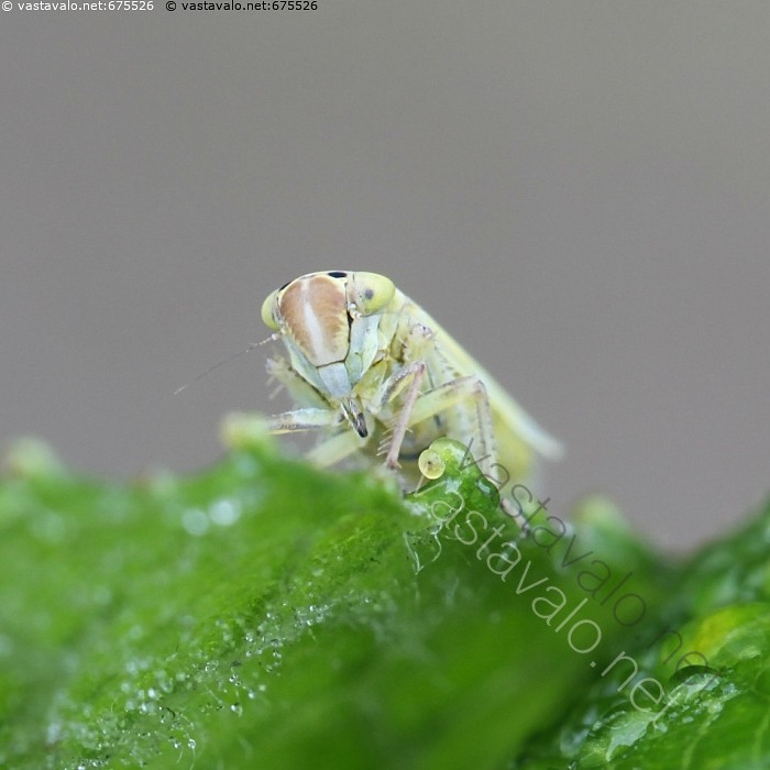 Kuva: Kaskas - kaskas kääpiokaskas värikäs kaunis pieni hyönteinen ...