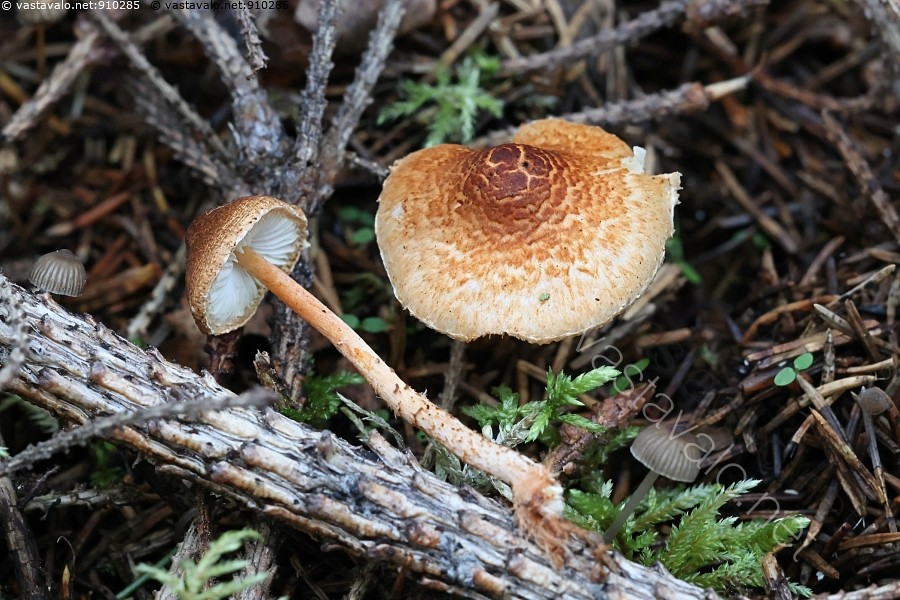 Kuva: Kastanjaukonsieni, Lepiota castanea - kastanjaukonsieni Lepiota ...