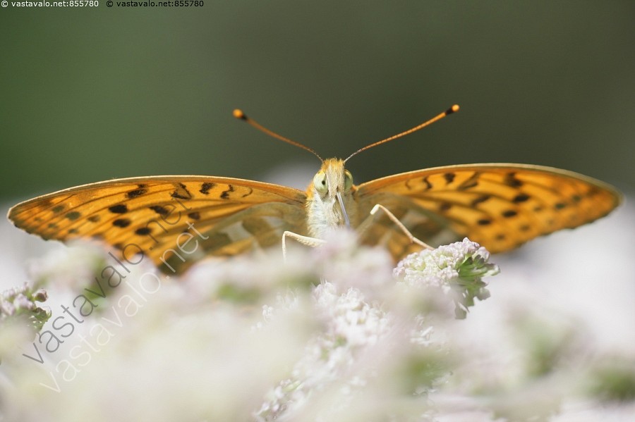 Kuva: Keisarinviitta, Argynnis paphia - keisarinviitta Argynnis paphia ...