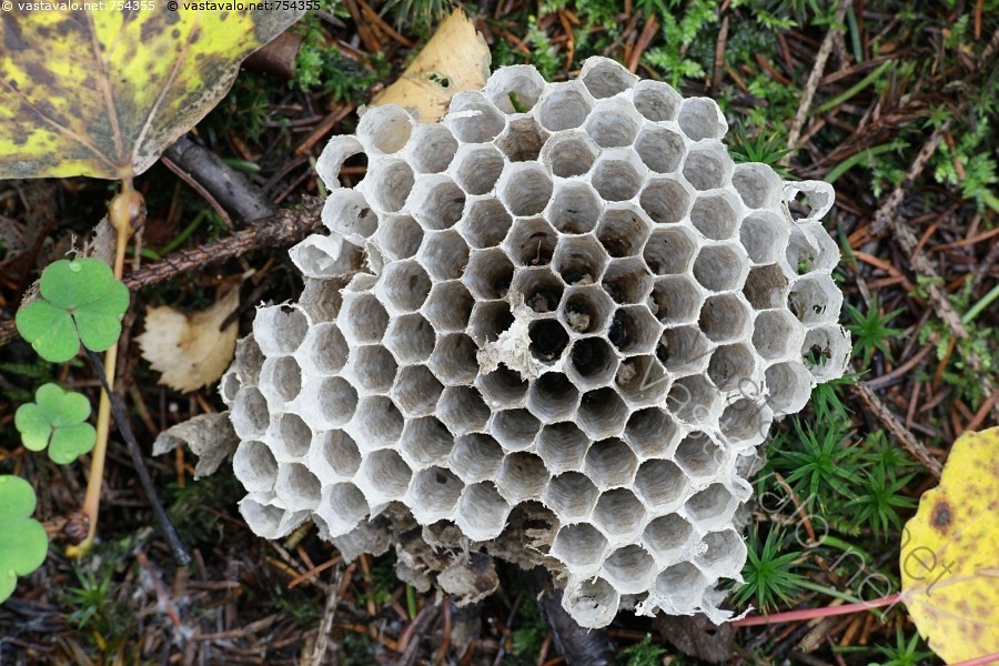 Kuva: Ampiaispesän kennosto - ampiaispesä kenno pistiäiset hyönteiset ...