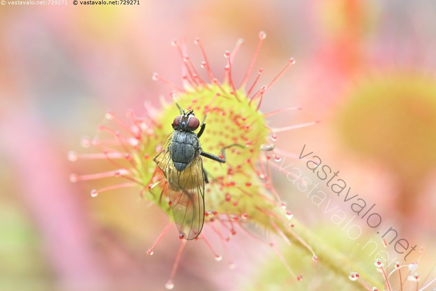 Kuva: Kärpänen ja kihokki - kihokki kärpänen saalis hyönteinen ...