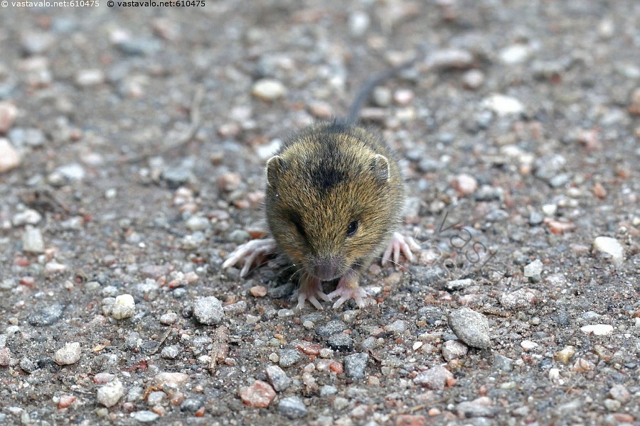 Kuva: Harvinainen koivuhiiri, Sicista betulina - koivuhiiri hiiri ...