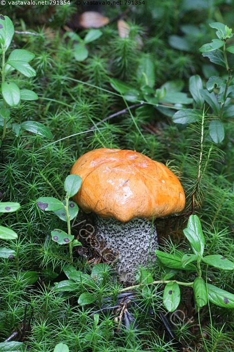 Kuva: Nuori koivunpunikkitatti, Leccinum versipelle - Leccinum ...
