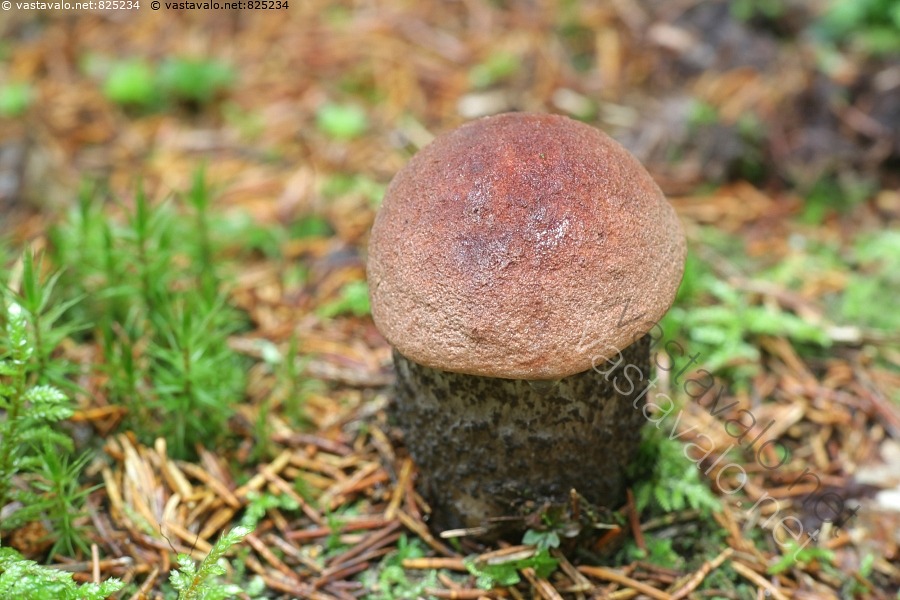 Kuva: Leccinum versipelle, koivunpunikkitatti - punikkitatti Leccinum ...