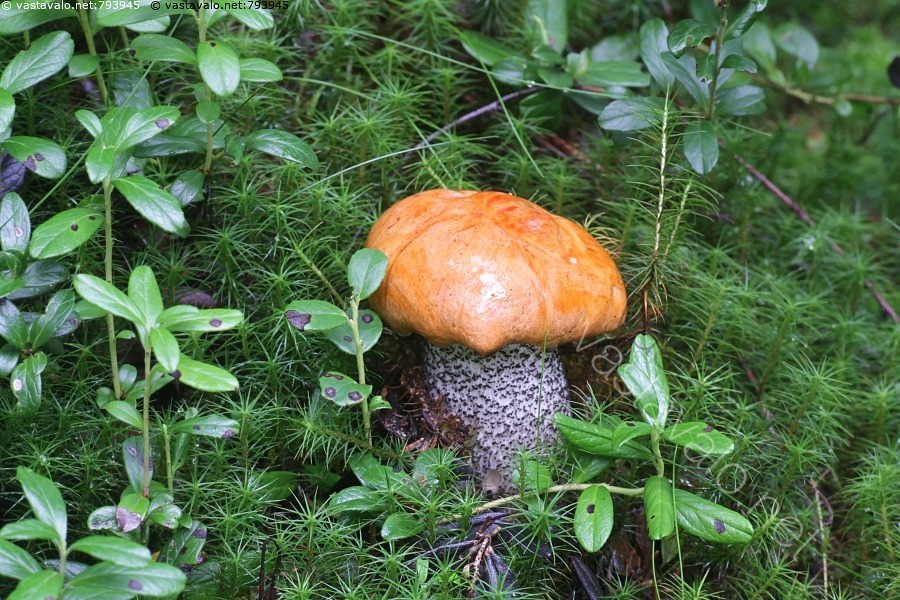 Kuva: Koivunpunikkitatti, Leccinum versipelle - punikkitatti Leccinum ...