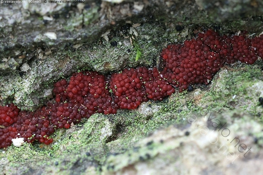 Kuva: Verinäppy, Neonectria coccinea - verinäppy Neonectria coccinea ...