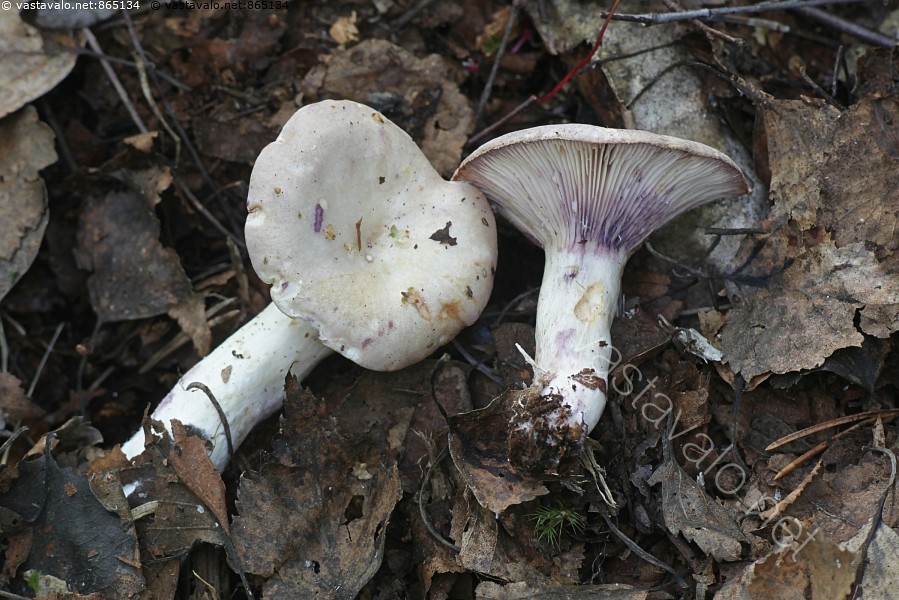 Kuva: Korpirousku, Lactarius uvidus - korpirousku Lactarius uvidus ...