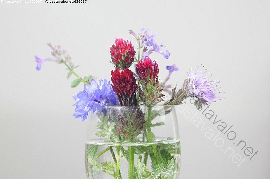 Kuva: Veriapila, Trifolium incarnatum - apila ruiskukka ruiskaunokki ...