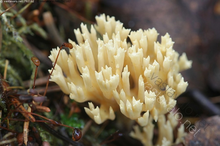 Kuva: Kuusihaarakas, Ramaria eumorpha - Ramaria eumorpha kuusihaarakas ...