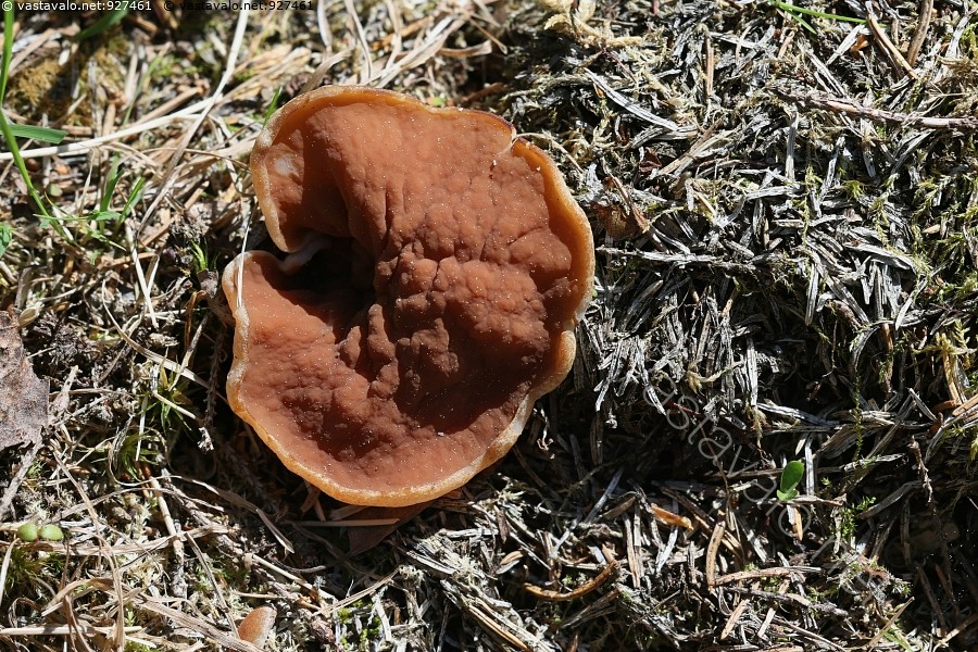 Kuva: Laakakorvasieni, Discina ancilis - laakakorvasieni Discina ...