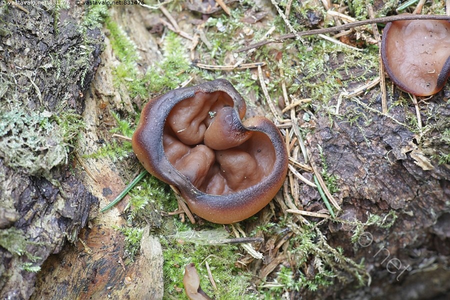 Kuva: Discina ancilis, laakakorvasieni - laakakorvasieni Discina ...