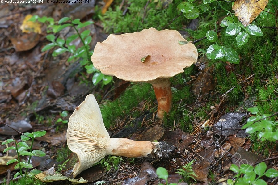 Kuva: Lakritsirousku, Lactarius helvus - lakritsirousku Lactarius ...