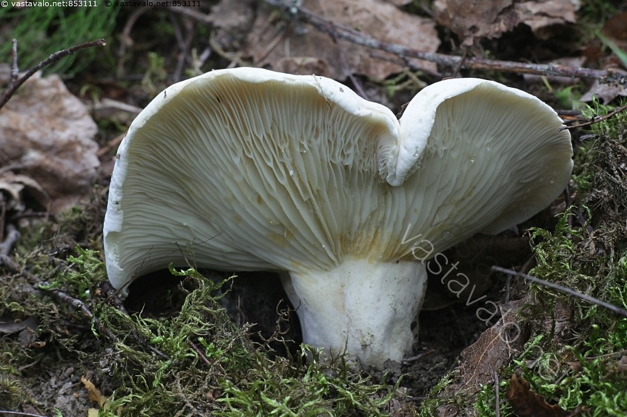 Kuva: Lehtorousku, Lactifluus bertillonii - Lactarius lehtorousku ...