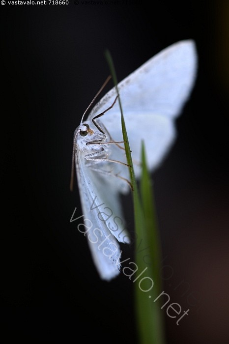 Kuva: Kaunis yöperhonen - leppävalkomittari Cabera pusaria yleinen ...