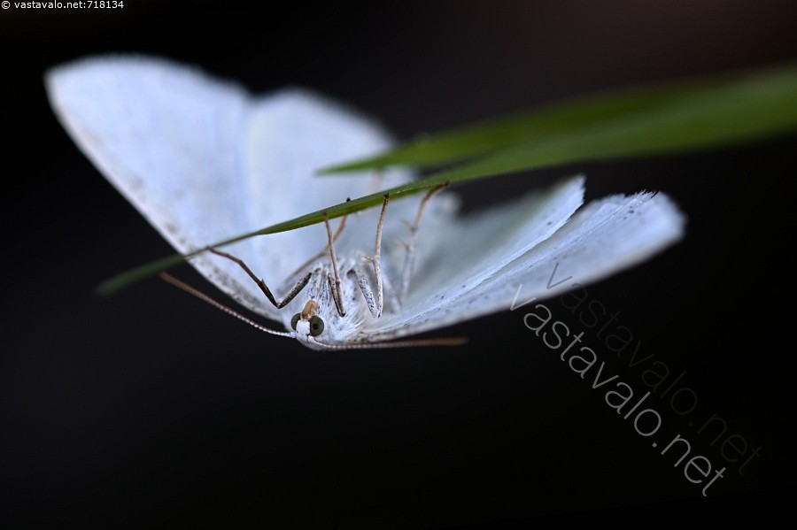 Kuva: Kaunis pieni yöperhonen - leppävalkomittari Cabera pusaria ...