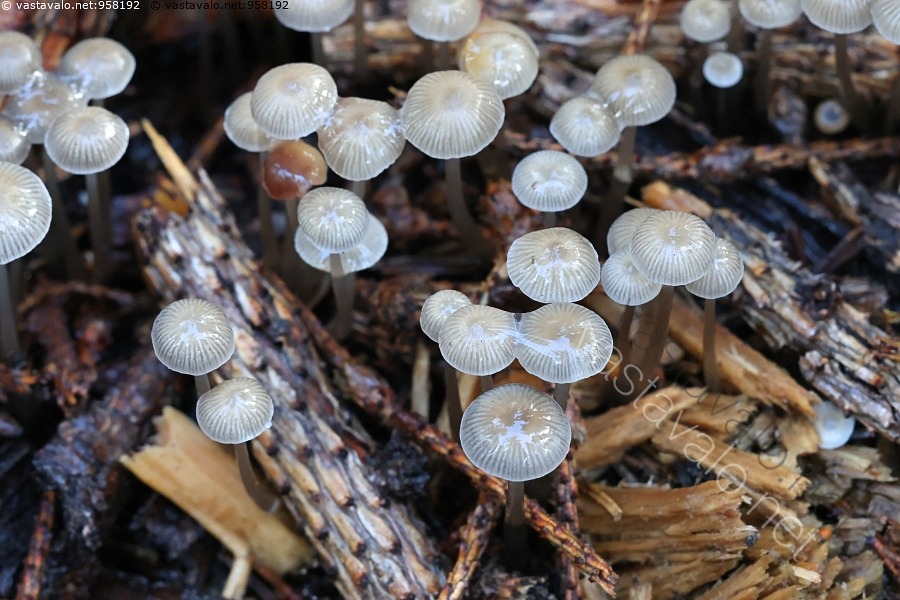 Kuva: Limahiippo, Mycena vulgaris - hiippo hiipot limahiippo Mycena ...