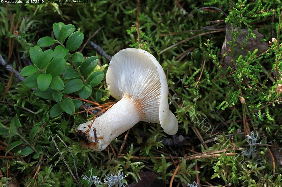 Kuva: Männynrousku, Lactarius musteus - Lactarius musteus männynrousku ...