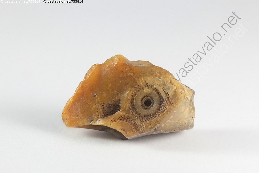 Kuva: Merisiilin fossiili - merisiili fossiili fossiilit Echinoidea ...