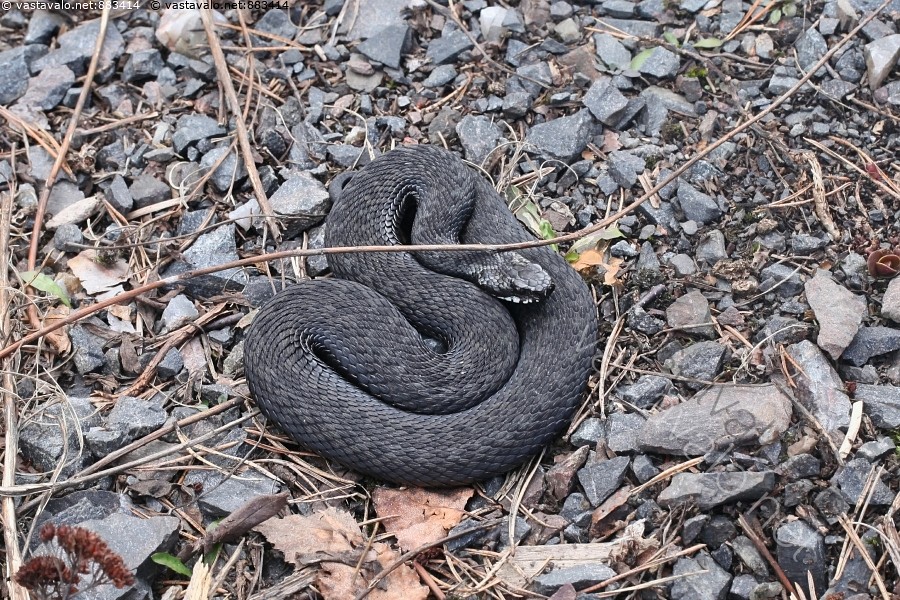 Kuva: Musta kyy - kyykäärme Vipera berus musta kyy käärme käärmeet ...