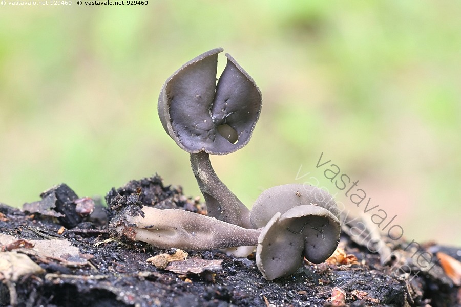 Kuva: Mustasatulamörsky, Helvella fallax - Helvella atra ...