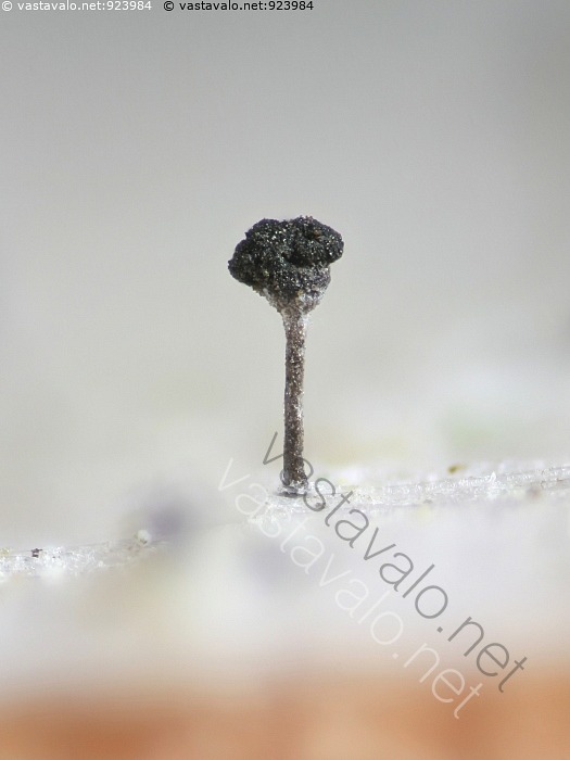 Kuva: Mycocalicium subtile, nokinuppinen - Mycocalicium subtile ...