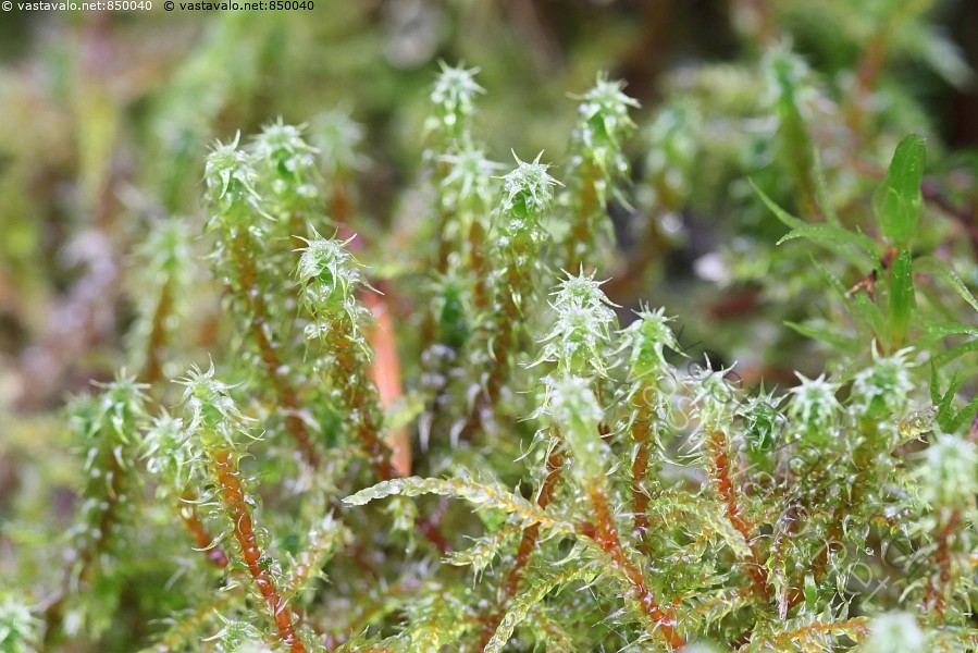 Kuva: Rhytidiadelphus squarrosus, niittyliekosammal - niittyliekosammal ...