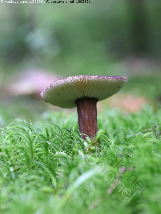 Kuva: Nokirousku, Lactarius lignyotus - nokirousku Lactarius lignyotus ...
