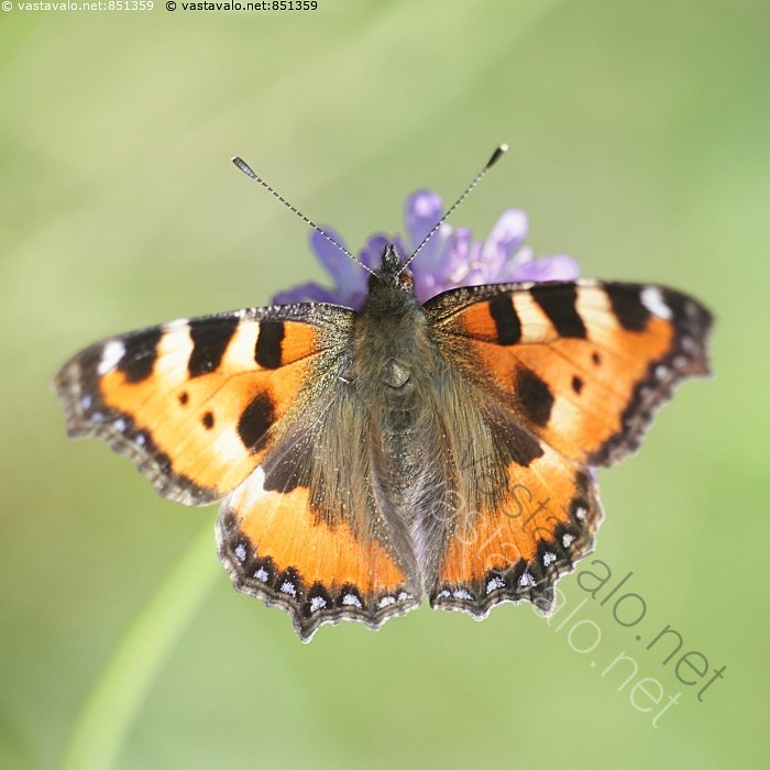 Kuva: Nokkosperhonen, Aglais urtica - nokkosperhonen perhonen Aglais ...