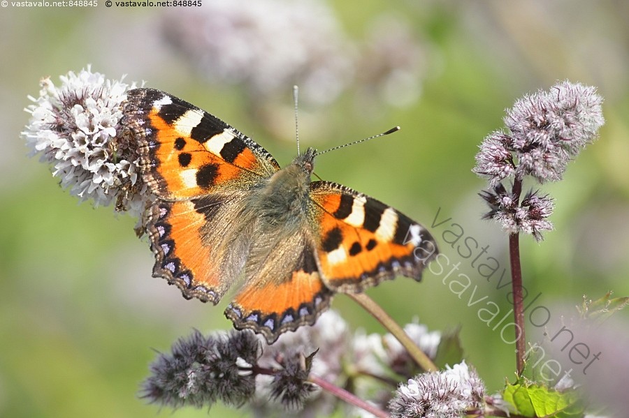 Kuva: Nokkosperhonen, Aglais urtica - nokkosperhonen perhonen Aglais ...