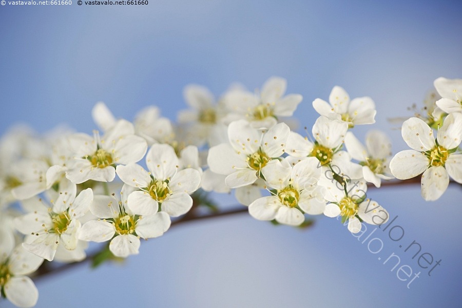 Kuva: Norjanangervo - angervo angervopensas pensas Spirea cinerea ...
