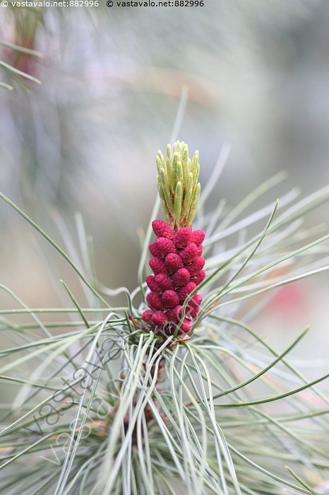 Kuva: Pensassembra kukkii - pensassembra Pinus pumila kukkia kukkiva ...