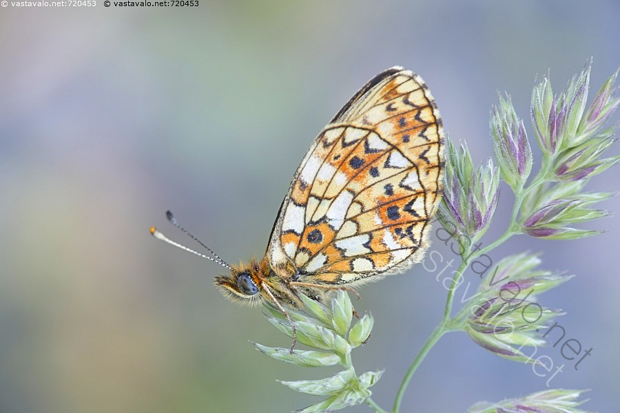 Kuva: Niittyhopeatäplä - niittyhopeatäplä hopeatäplä päiväperhonen ...