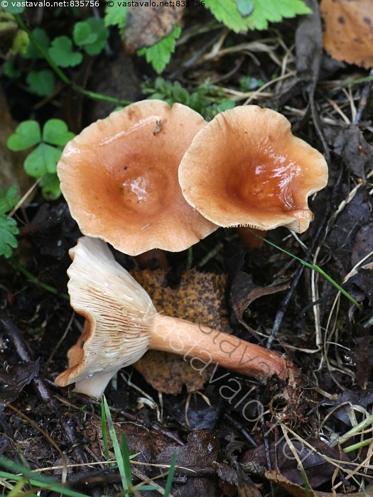 Kuva: Lactarius tabidus, pikkurousku - pikkurousku Lactarius tabidus ...