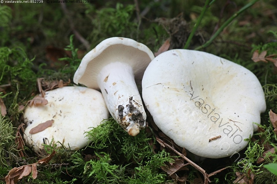 Kuva: Lactarius piperatus, pippurirousku - pippurirousku Lactarius ...