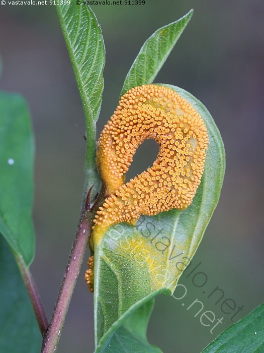 Kuva: Paatsaman-heinänruoste, Puccinia coronata, ruostesieni ...