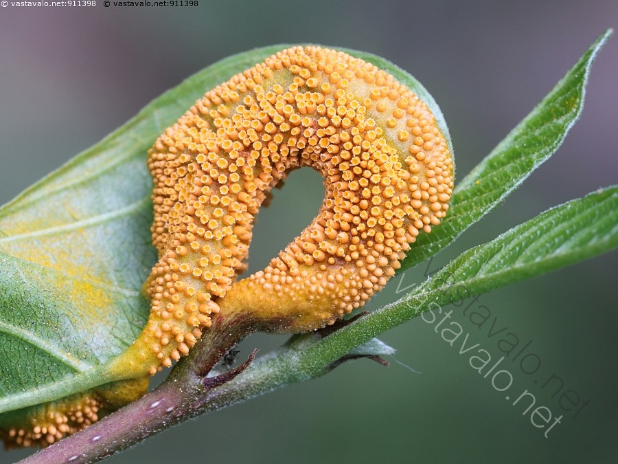Kuva: Paatsaman-heinänruoste, Puccinia coronata, ruostesieni ...