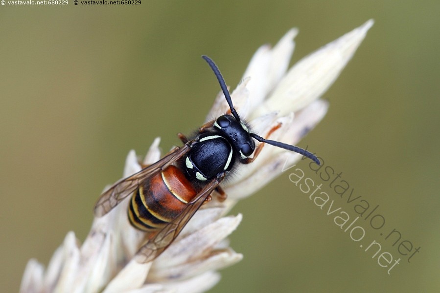 Kuva: Ampiainen - puna-ampiainen pistiäinen Vespula rufa ampiainen ...