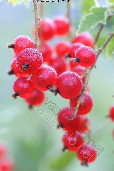 Kuva: Punaherukat - punaherukka herukka Ribes rubrum punainen kasvi ...
