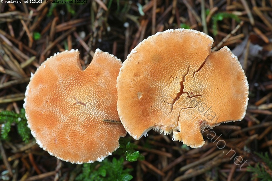 Kuva: Cystodermella cinnabarium, punaryhäkäs - punaryhäkäs ...