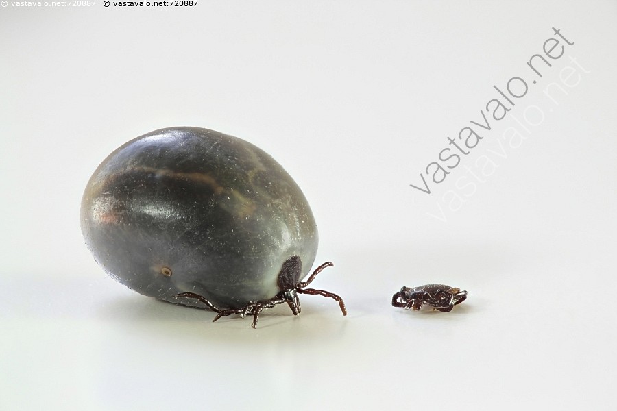 Kuva: Punkki eli puutiainen - punkit punkki puutiainen borrelioosi ...