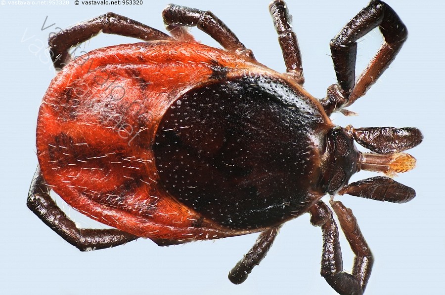 Kuva: Punkki eli puutiainen - punkki puutiainen mikroskooppikuva ...