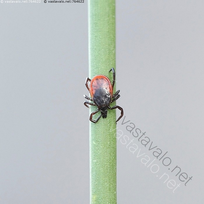 Kuva: Punkki eli puutiainen, Ixodes ricinus - punkki puutiainen ...