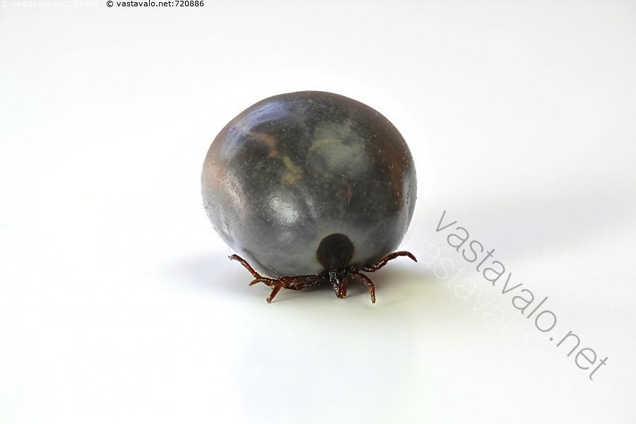 Kuva: Punkki eli puutiainen - punkki puutiainen borrelioosi Lymen tauti ...