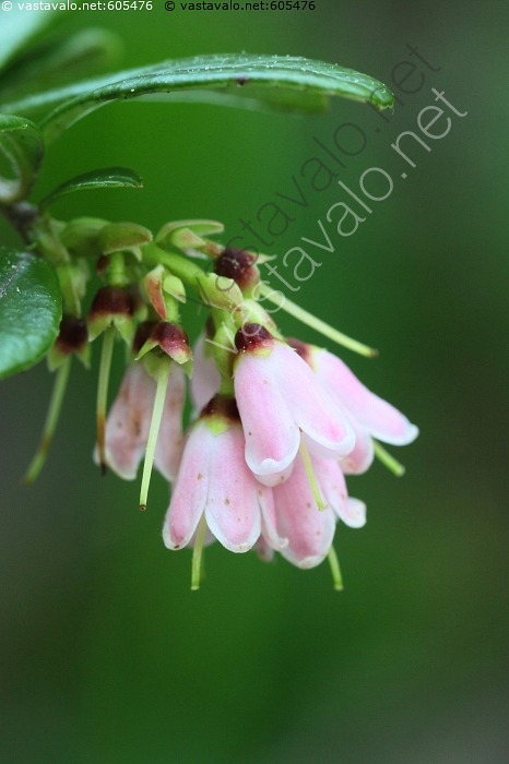 Kuva: Kukkiva puolukka (Vaccinium vitis-idaea) - puolukka Vaccinium ...