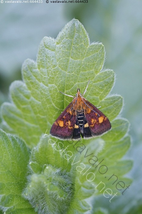 Kuva: Purppurakoisa - punakirjokoisa koisa Pyrausta purpuralis ...